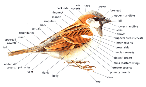 annotated_sparrow – Kelley Bell